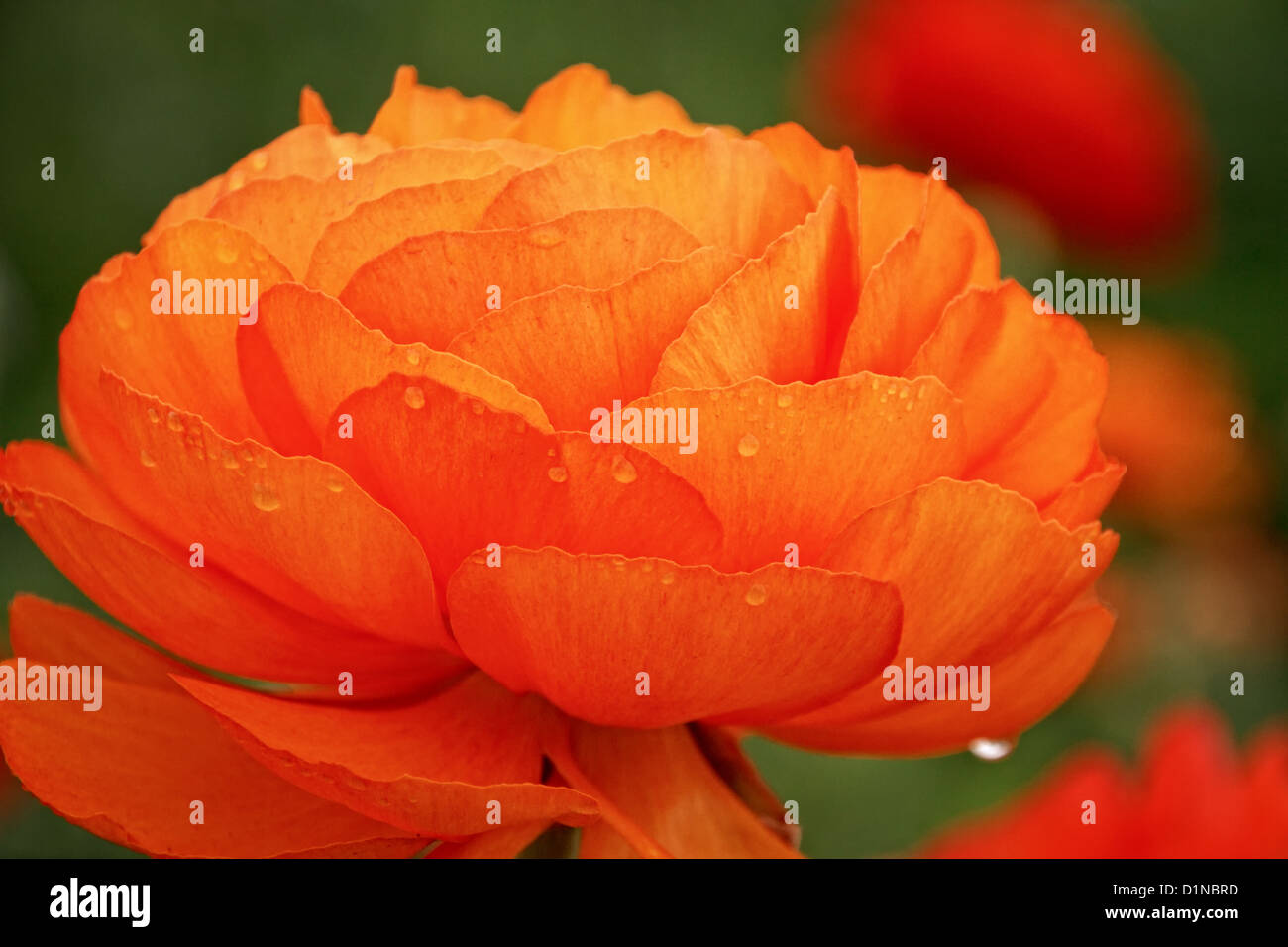 Genus of about 600 species of plants in the hi-res stock photography ...