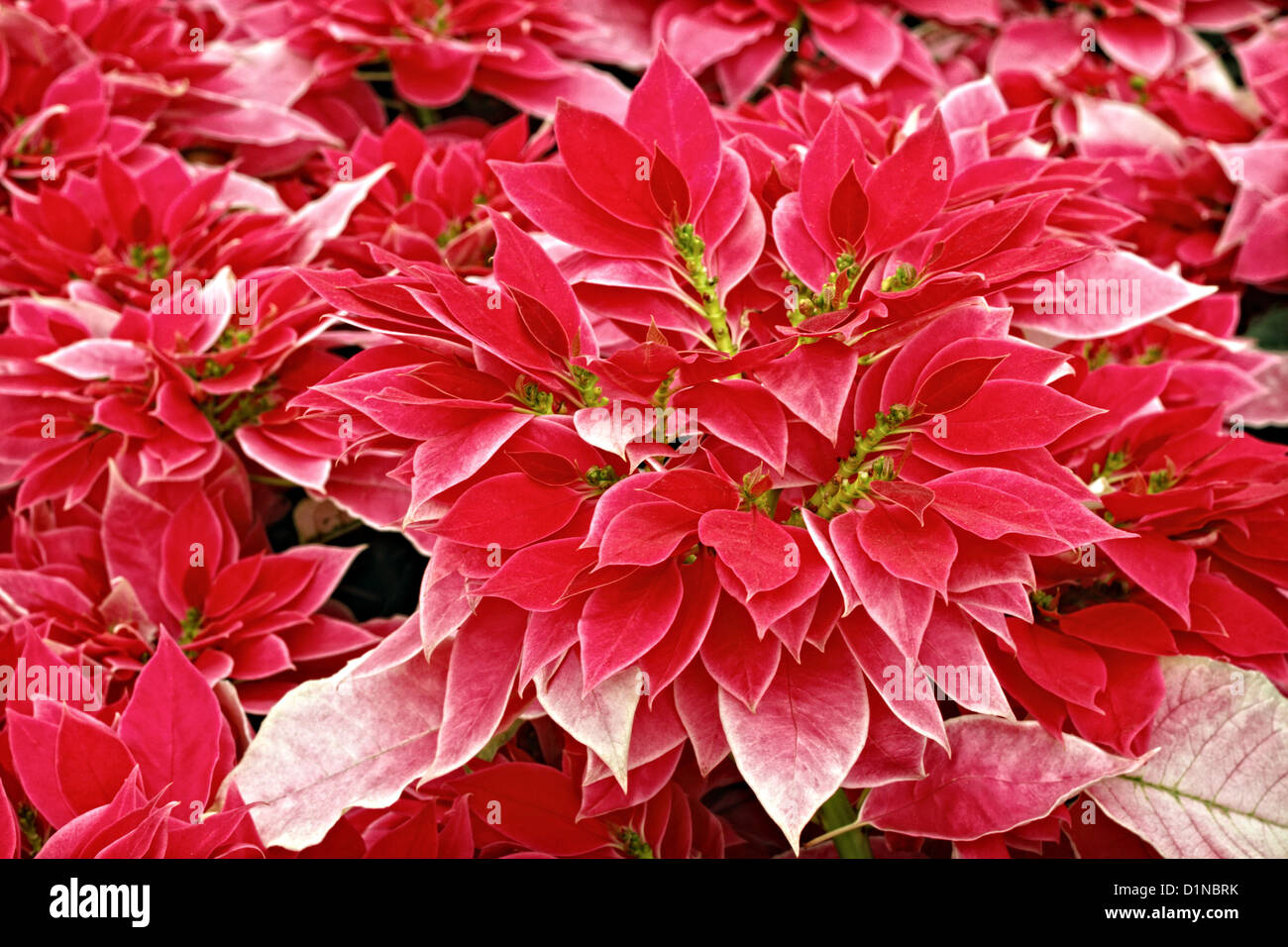Speckled poinsettia hi-res stock photography and images - Alamy
