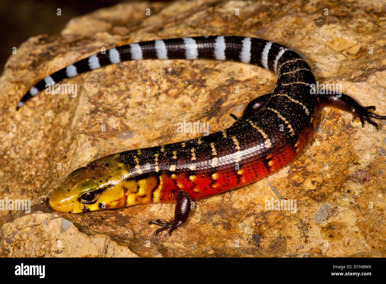 Rose-sided Galliwasp, Cocle province, Republic of Panama Stock Photo ...