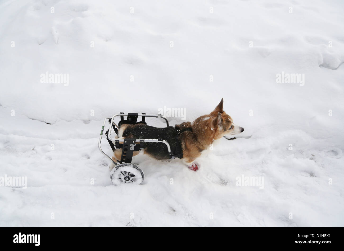 A handicapped dog with a cart in the snow Stock Photo - Alamy