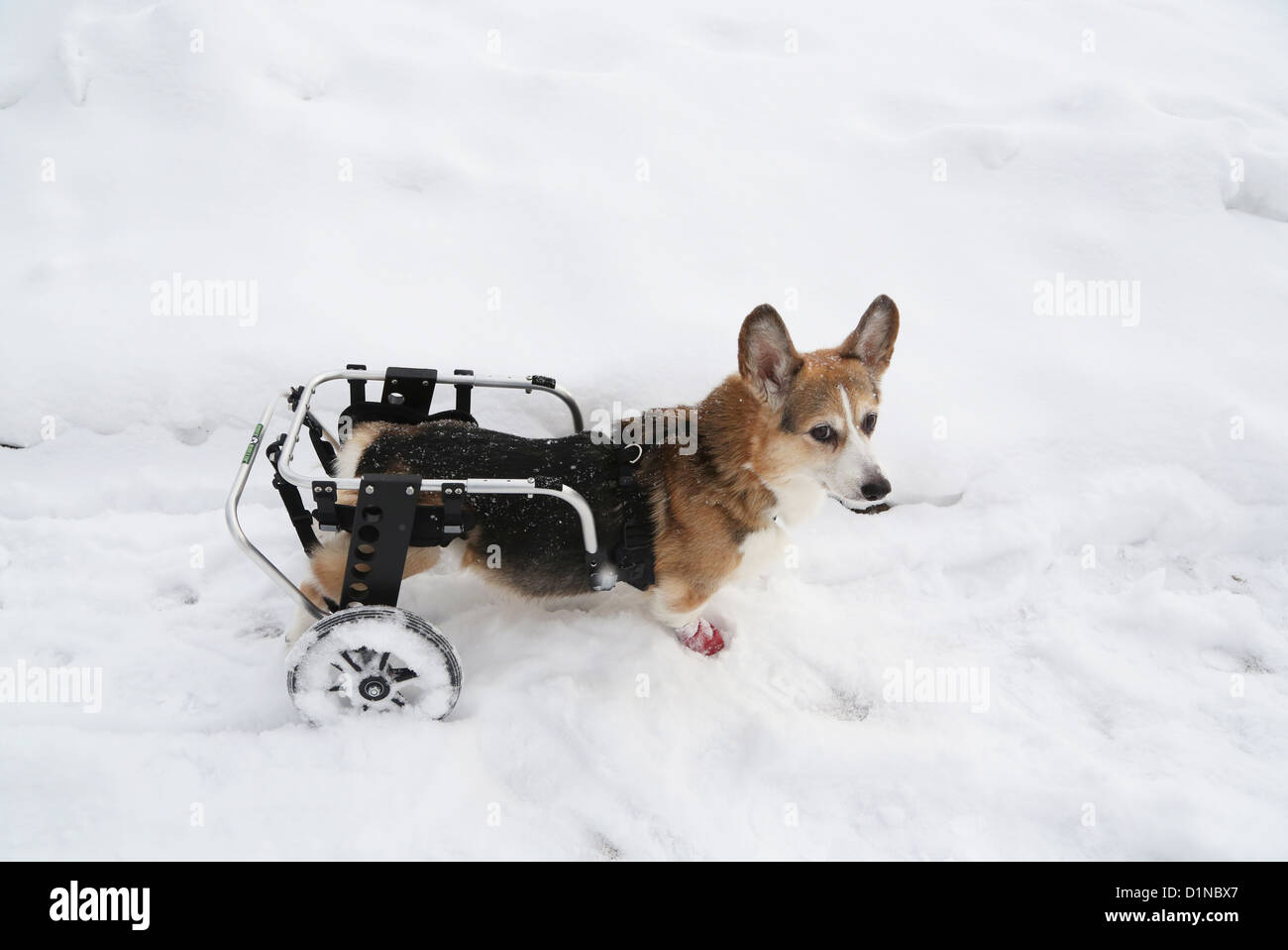 Dog rolling snow hi-res stock photography and images - Alamy