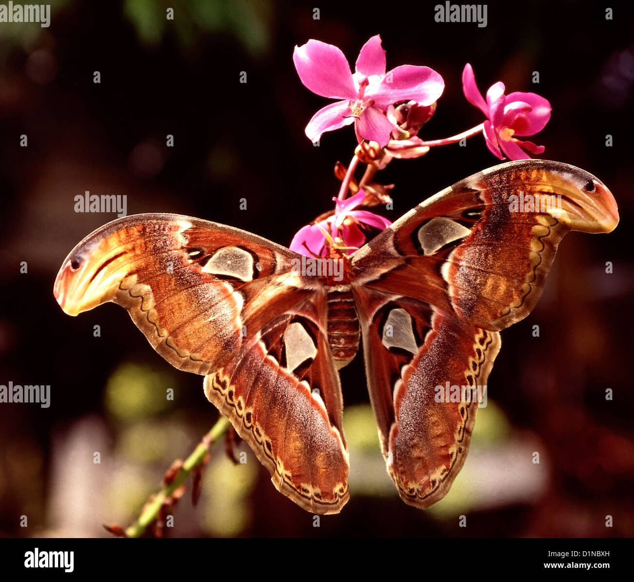 An Attacus atlas butterfly,Thailand Stock Photo - Alamy