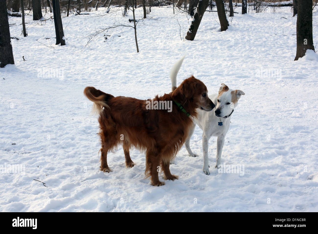 Two dogs meeting hi-res stock photography and images - Alamy
