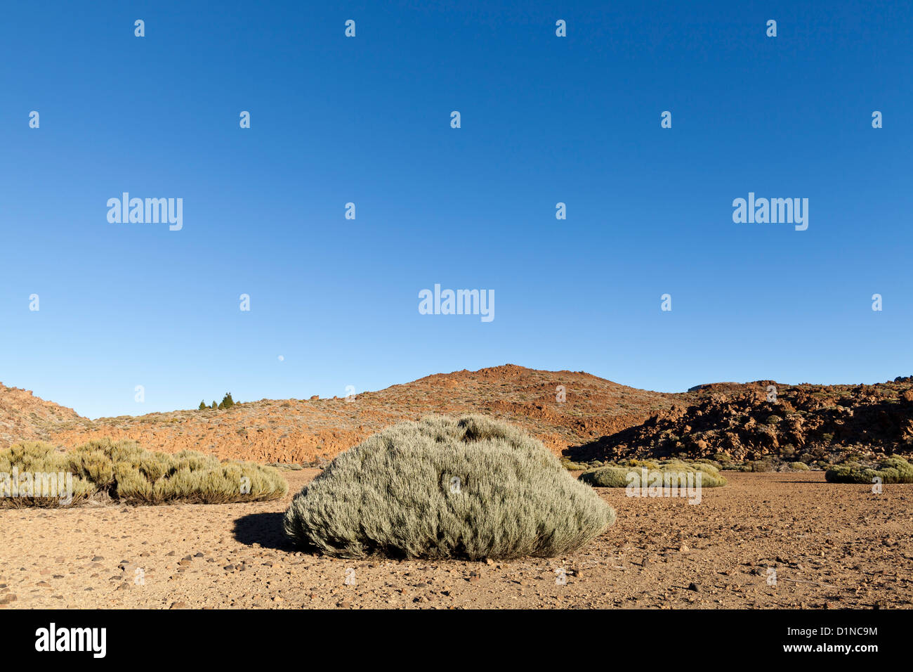 Spartocytisus supranubius hi-res stock photography and images - Alamy