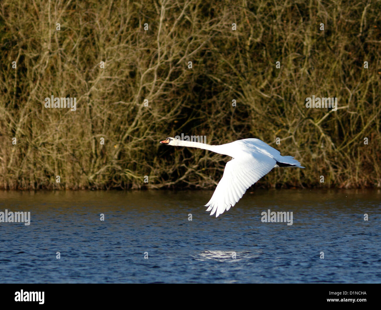 Mute swan taking of from lake number four in sequence Stock Photo - Alamy