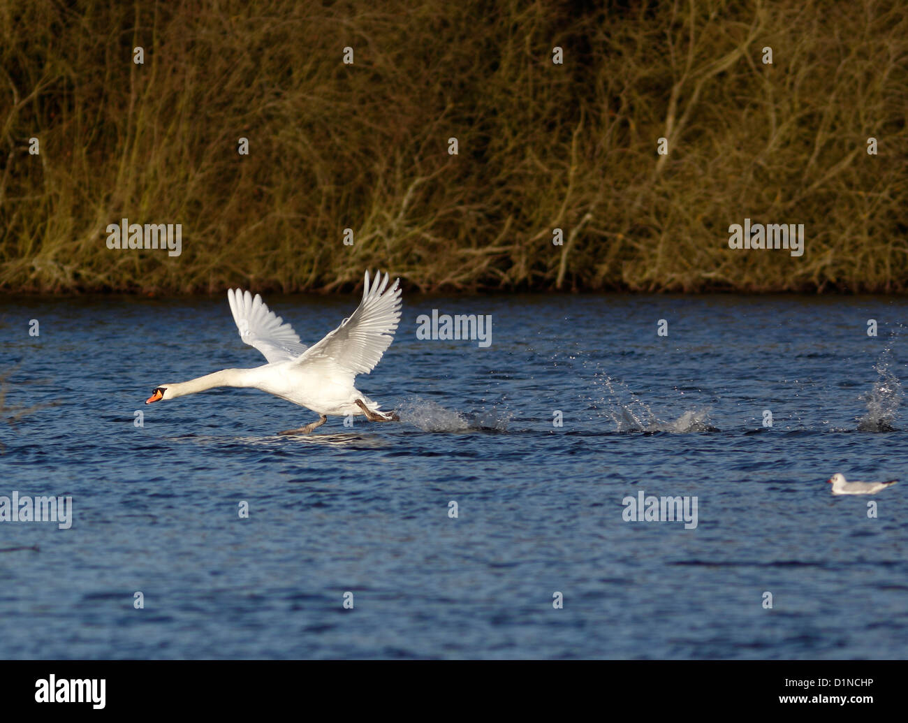Mute swan taking of from lake number two in sequence Stock Photo - Alamy