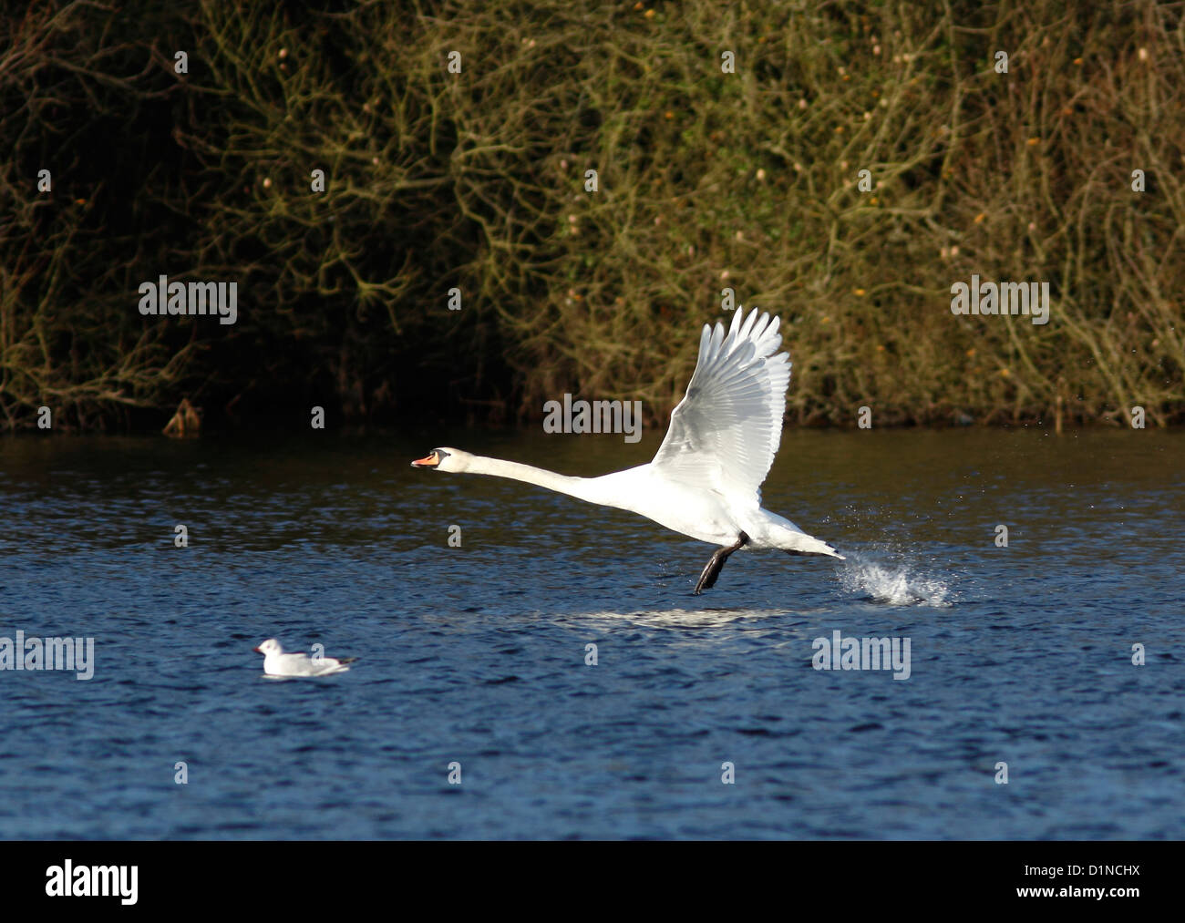 Mute swan taking of from lake number three in sequence Stock Photo - Alamy