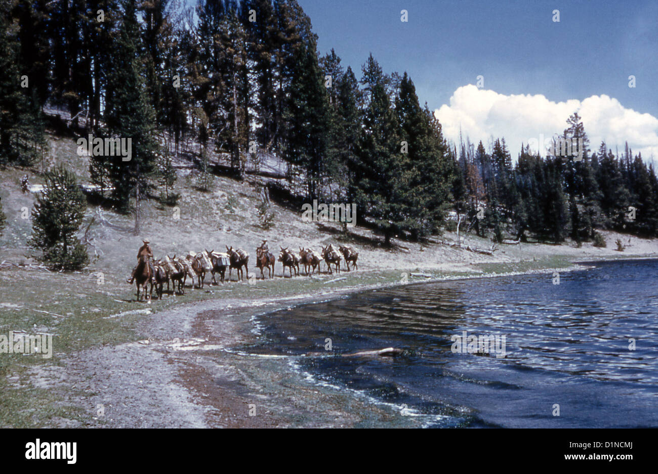 Firefighters from Yellowstone National Park respond to incidents within ...