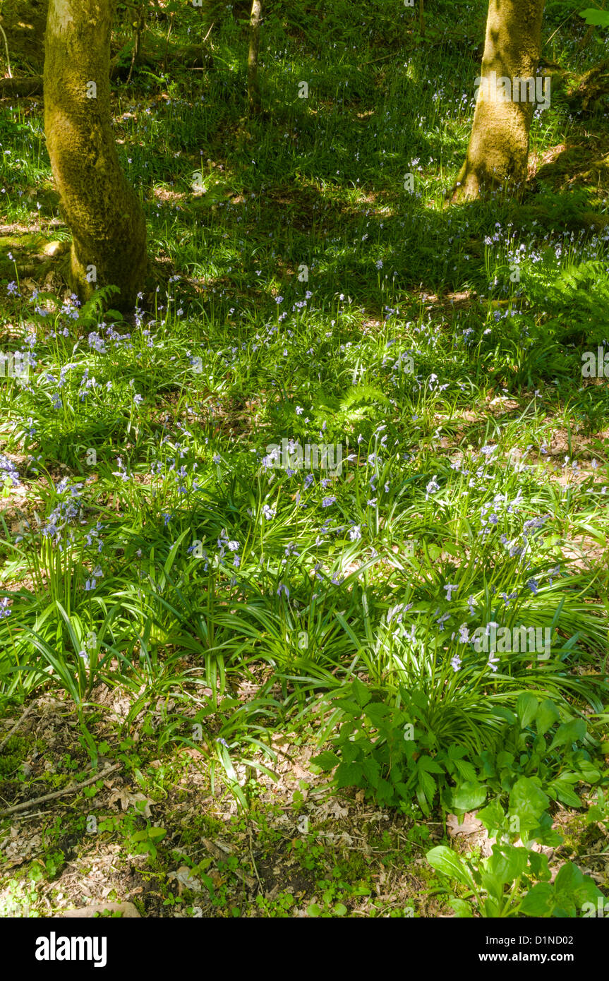 Bluebels in wood Migdock Country Park nr Strathblane Stirling District ...