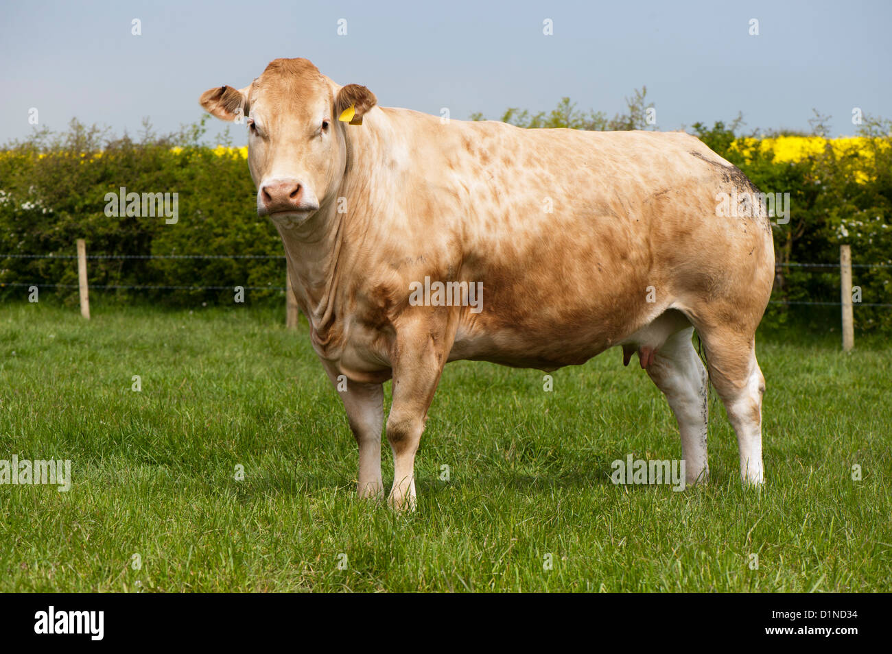 Durham Cattle High Resolution Stock Photography and Images - Alamy