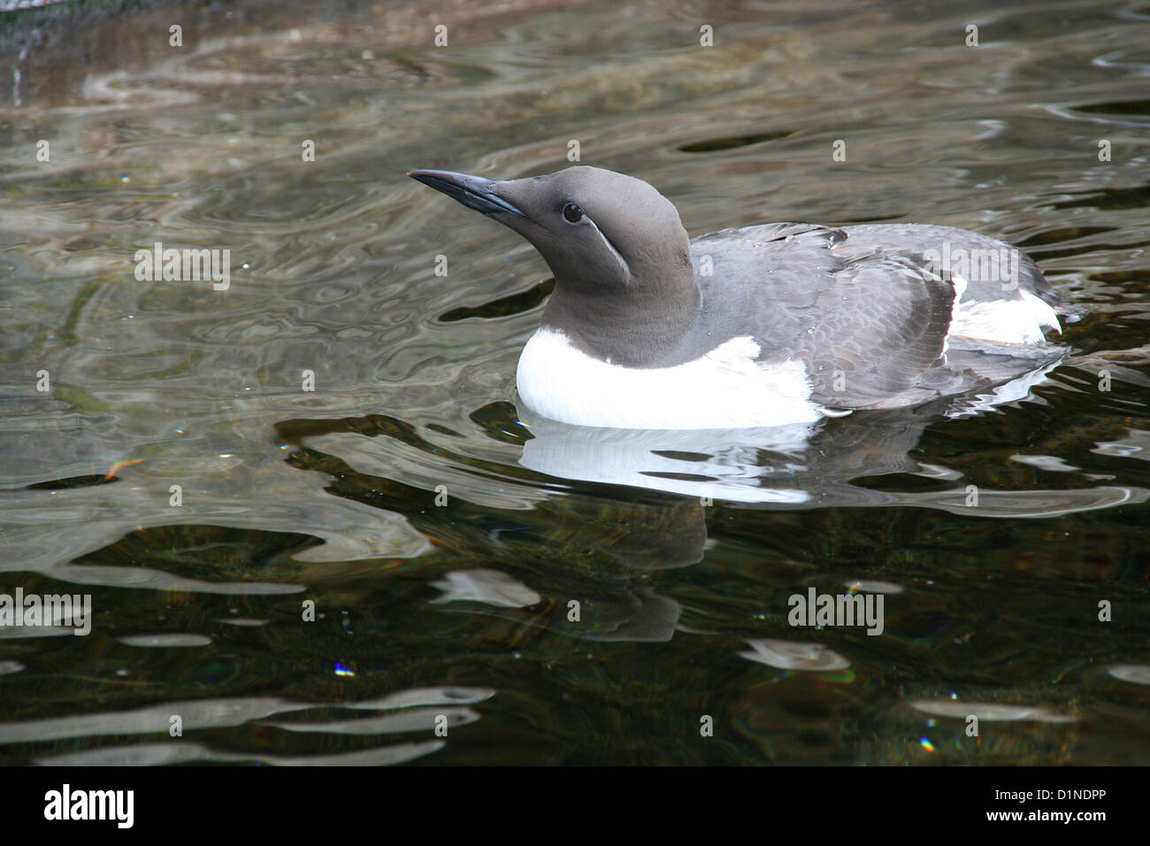 Common Murre [Uria aalge], Aquarium, Newport, Oregon coast Stock Photo ...