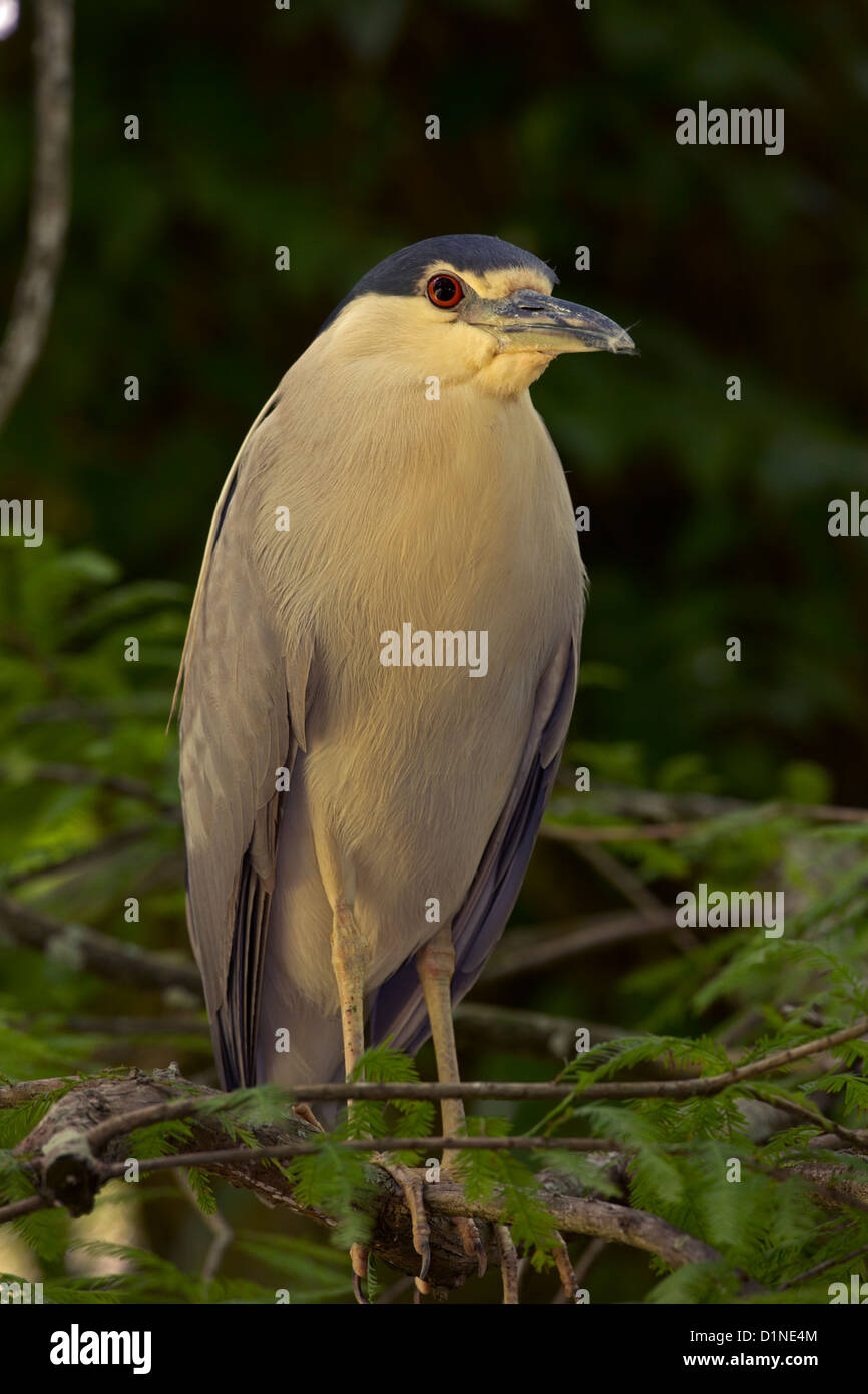Black crowned Night Heron Nycticorax nycticorax Louisiana Stock Photo ...