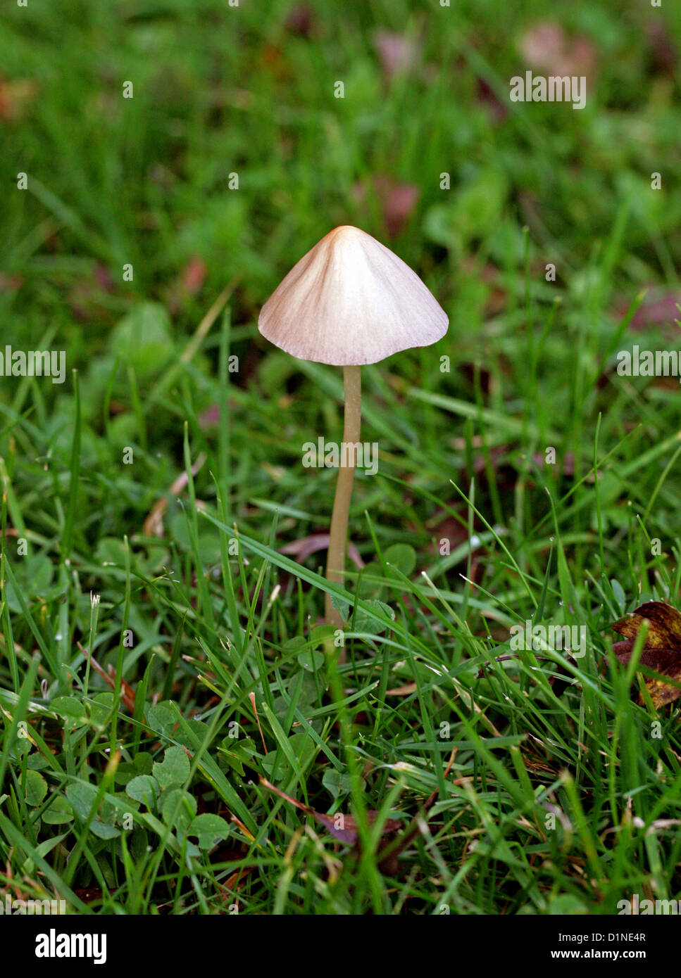 Red-edge Brittlestem, Psathyrella corrugis, Psathyrellaceae. Syn ...