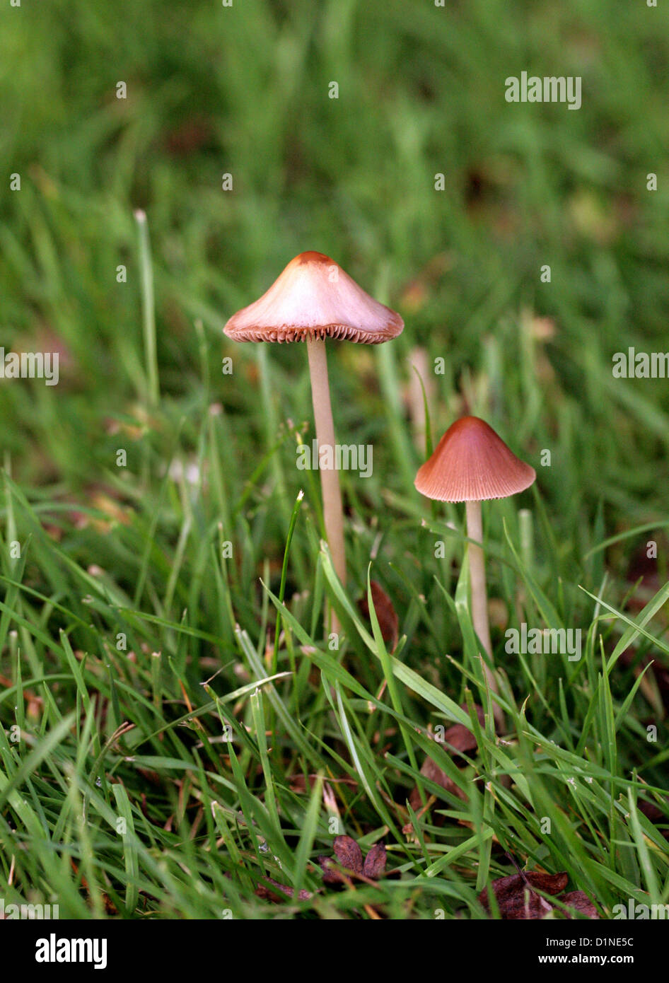Red-edge Brittlestem, Psathyrella corrugis, Psathyrellaceae. Syn ...