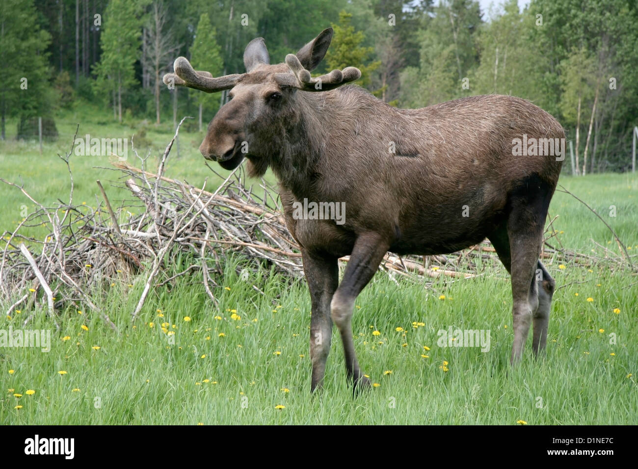 Moose in the forest in Sweden Stock Photo - Alamy