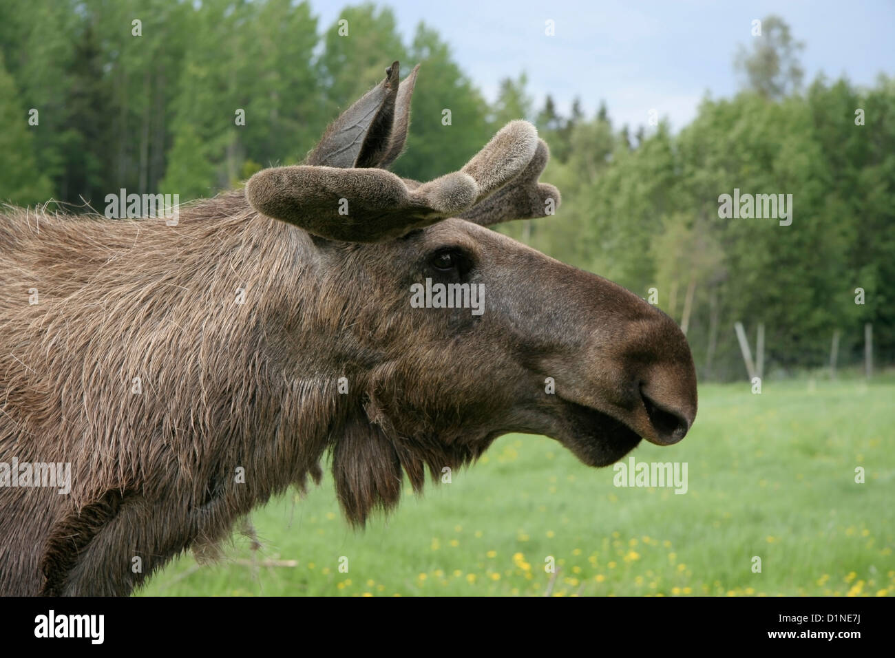 Moose in the forest in Sweden Stock Photo - Alamy