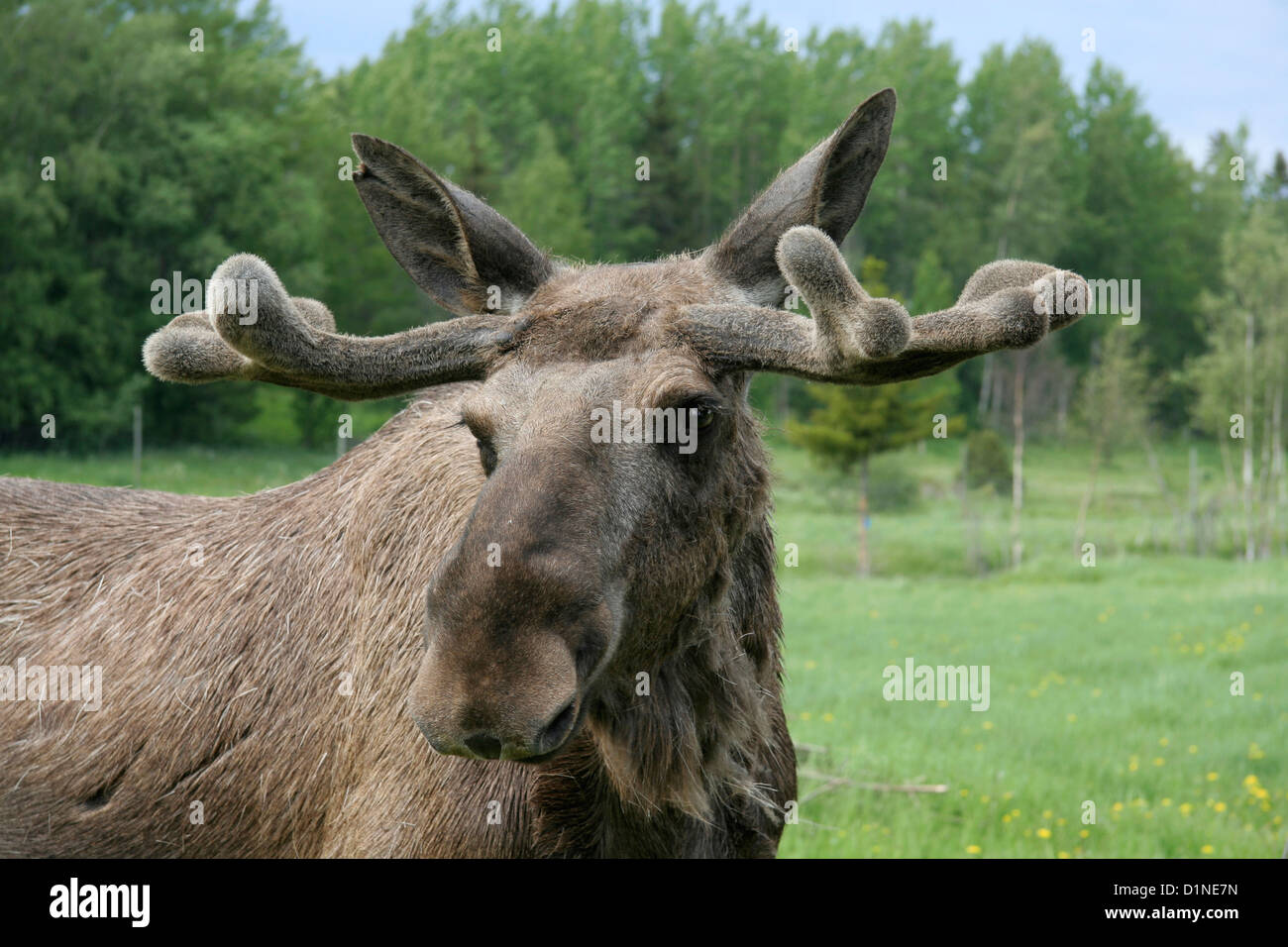 Moose in the forest in Sweden Stock Photo - Alamy