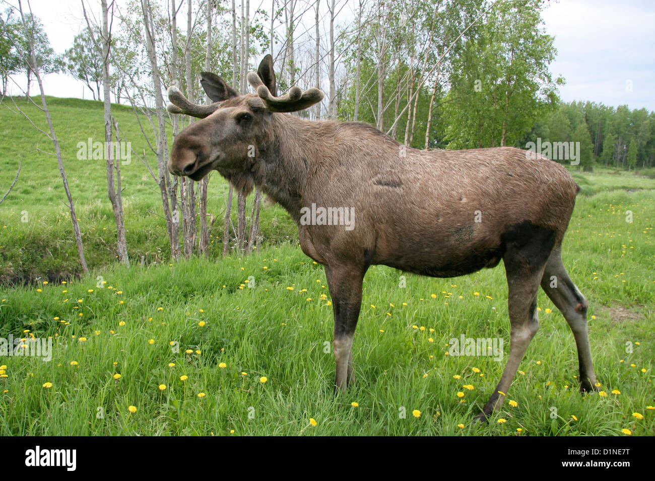 Moose in the forest in Sweden Stock Photo - Alamy