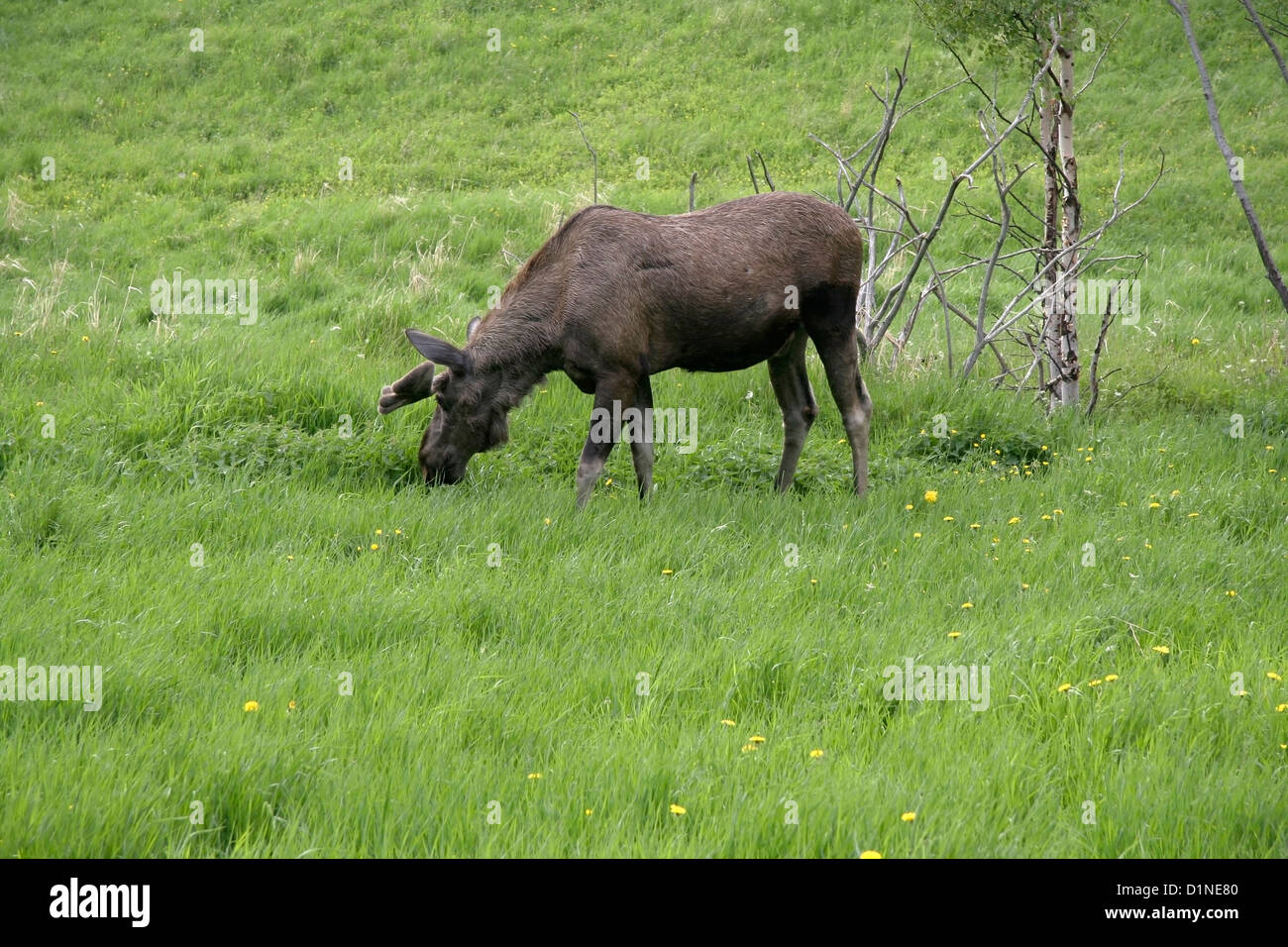 Moose in the forest in Sweden Stock Photo - Alamy
