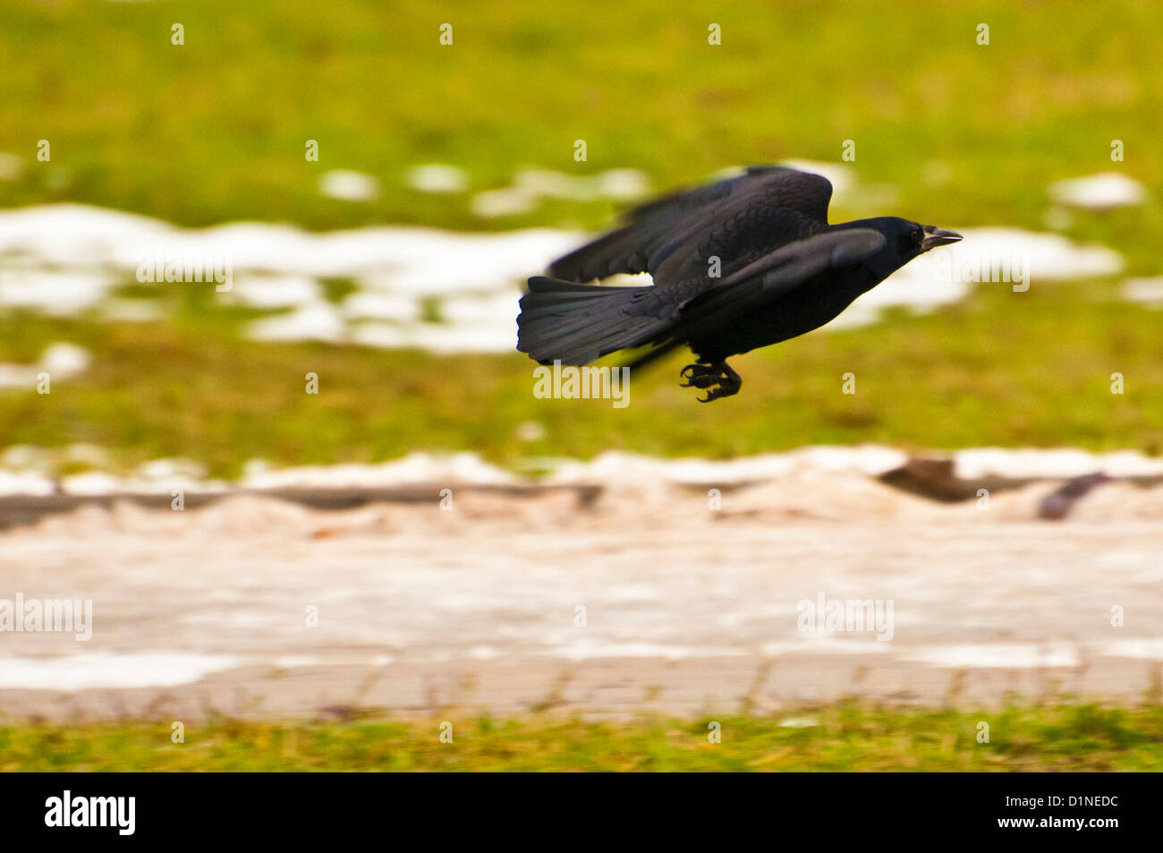 Crow in flight hi-res stock photography and images - Alamy
