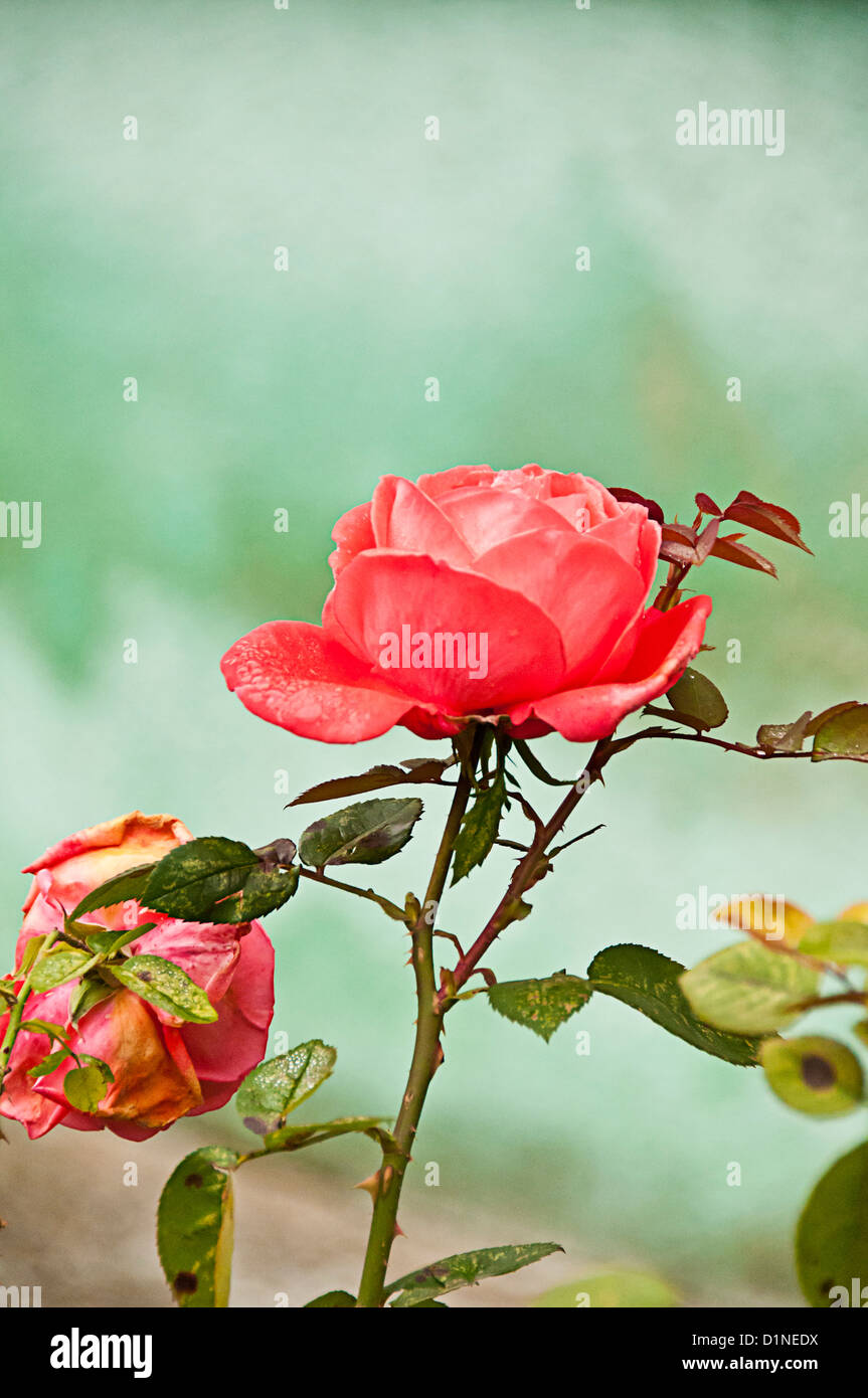 Teal roses hi-res stock photography and images - Alamy