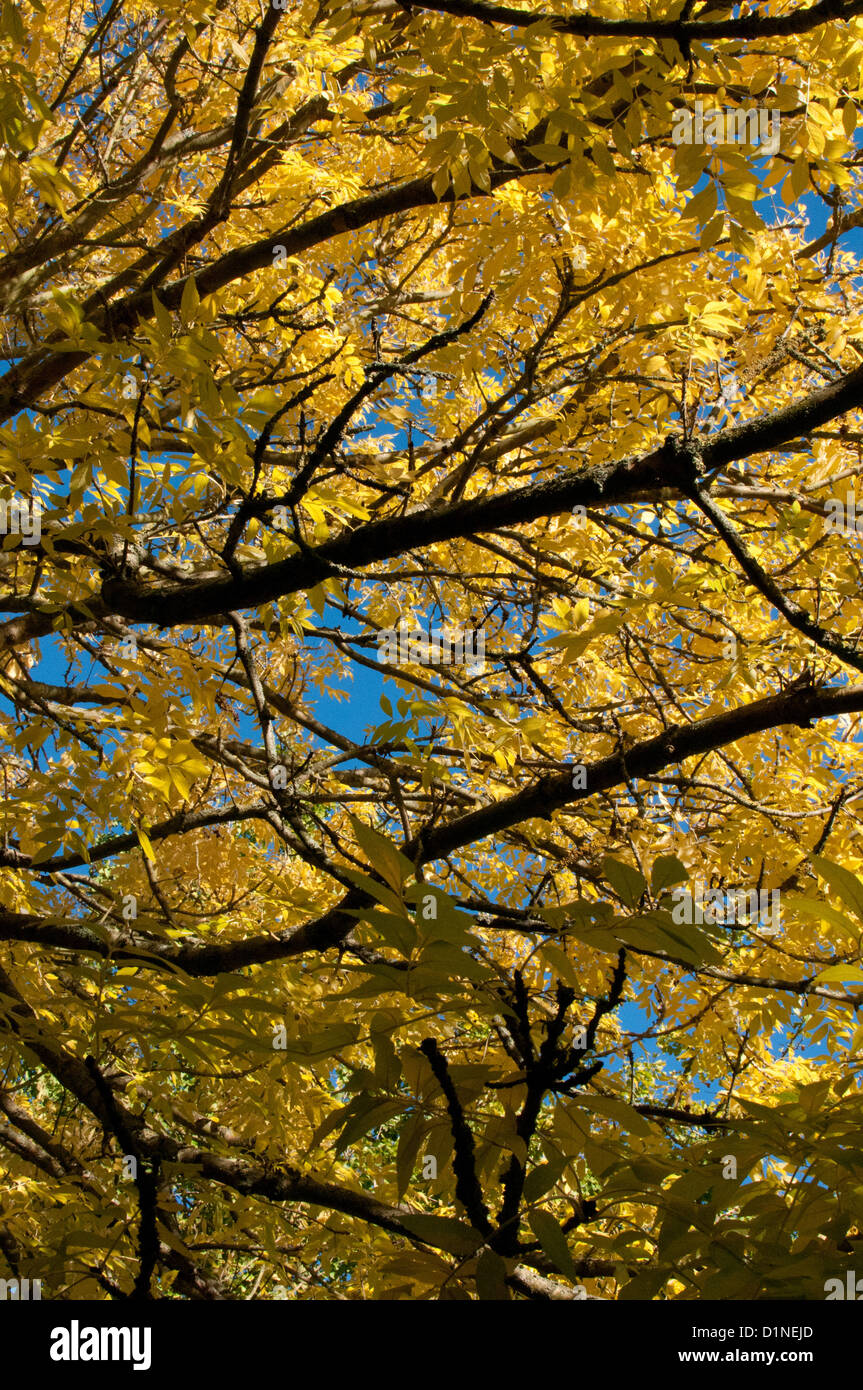 A tree in Autumn Stock Photo - Alamy