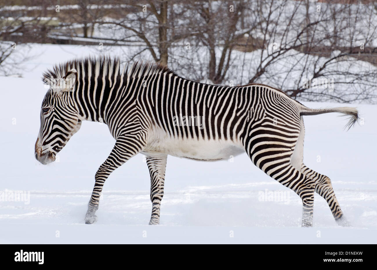 Zebra in the snow Stock Photo - Alamy