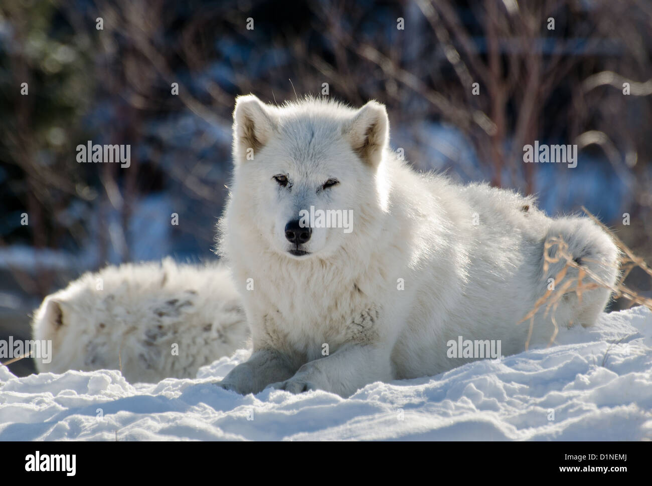 Arctic wolf snow predator hi-res stock photography and images - Alamy