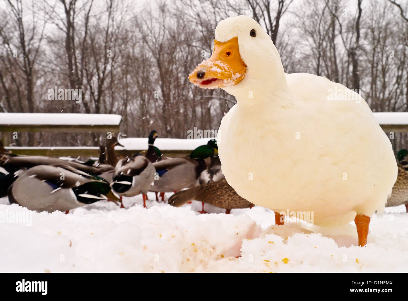 Various Ducks during a snow storm eating and gathering together Stock ...