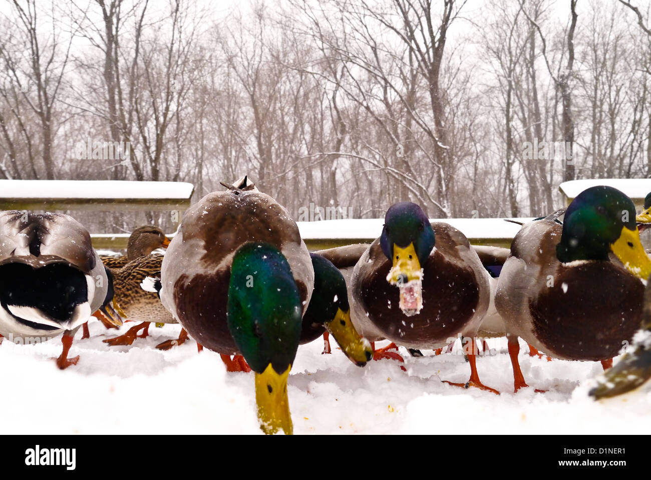 Various Ducks during a snow storm eating and gathering together Stock ...