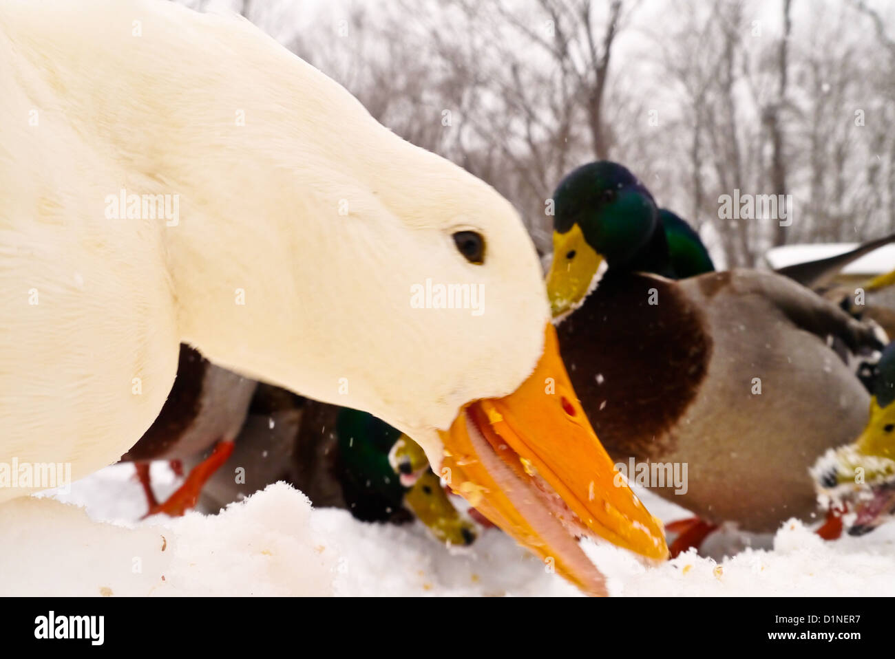 Various Ducks during a snow storm eating and gathering together Stock ...