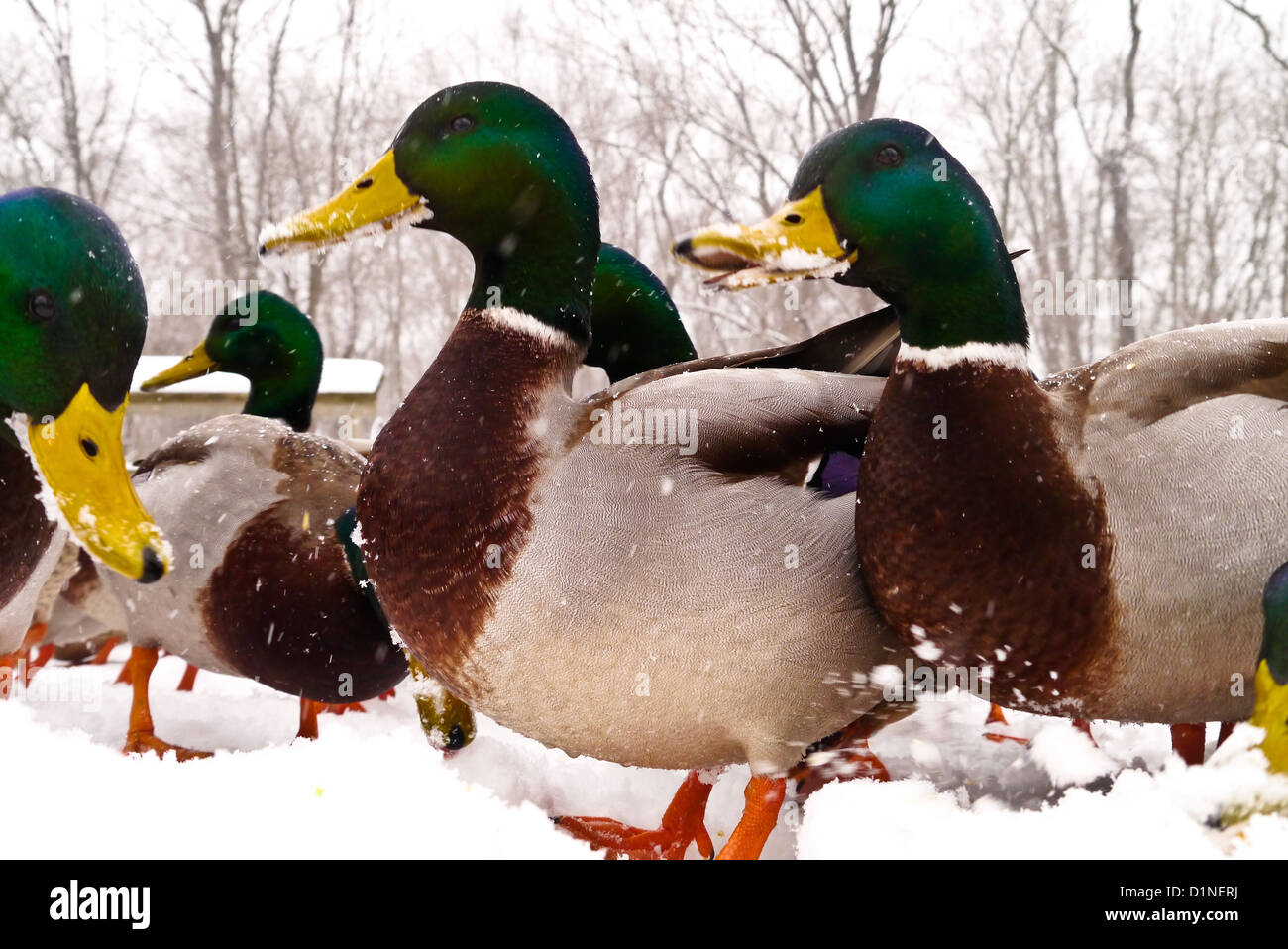 Various Ducks during a snow storm eating and gathering together Stock ...