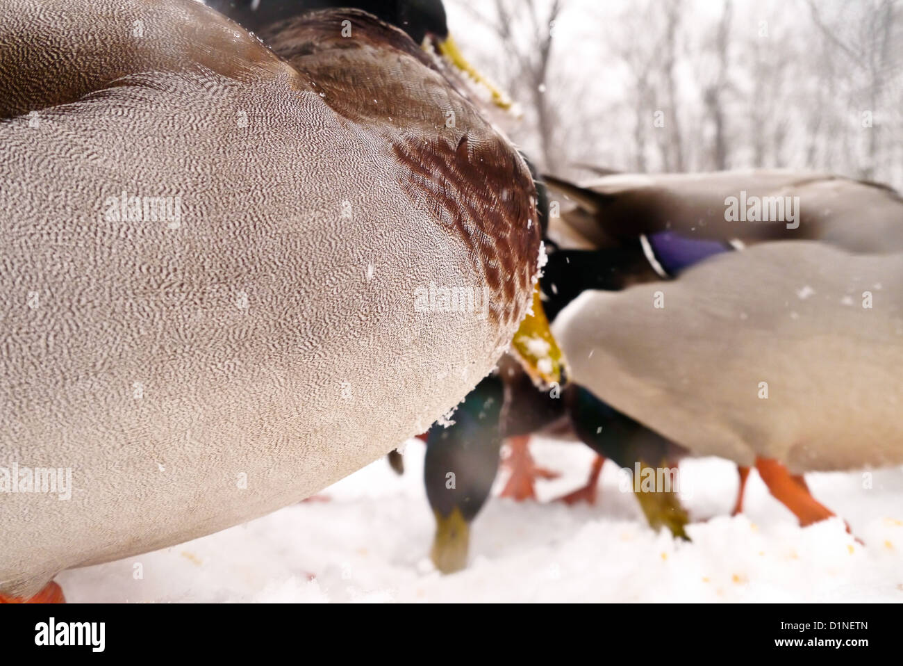 Various Ducks during a snow storm eating and gathering together Stock ...