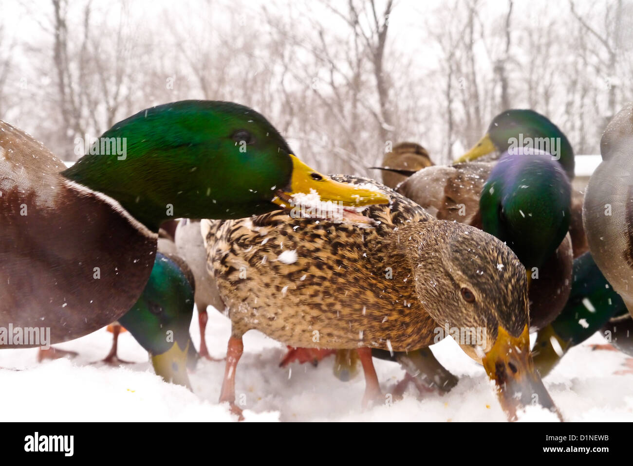 Various Ducks during a snow storm eating and gathering together Stock ...