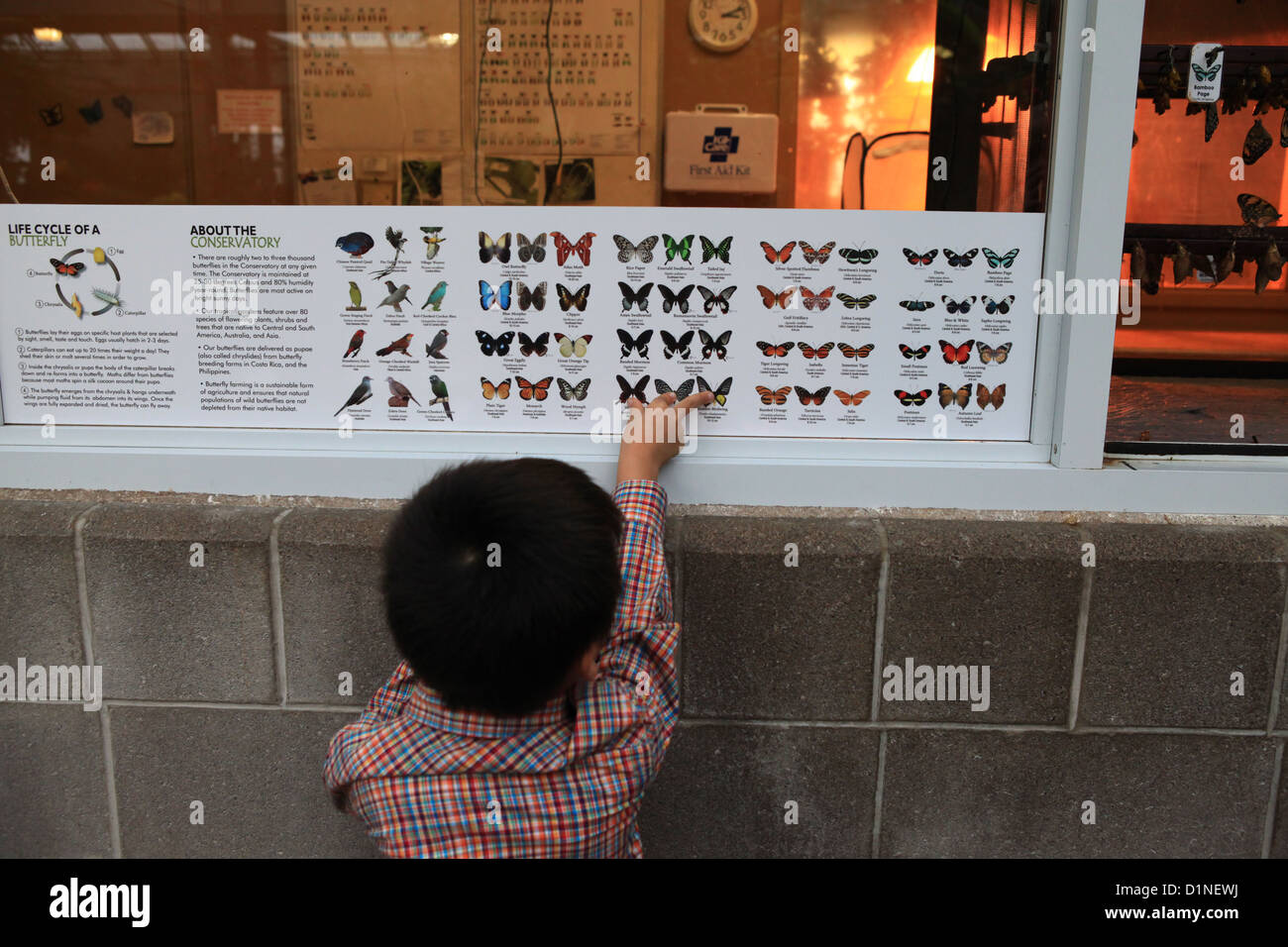 Boy pointing at butterfly picture in Cambridge butterfly conservatory ...