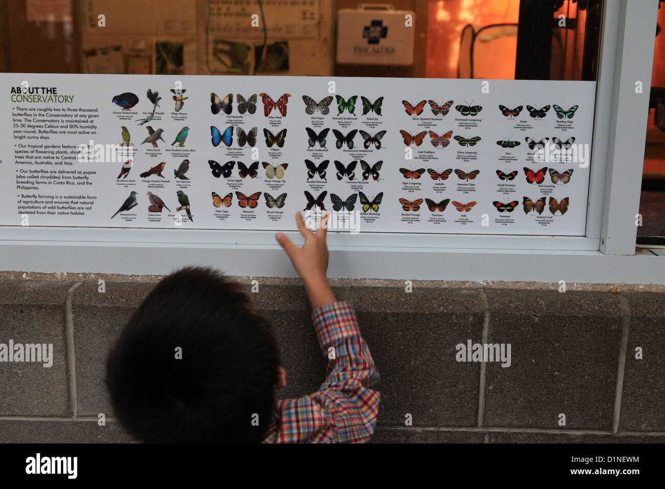 Boy pointing at butterfly picture in Cambridge butterfly conservatory ...