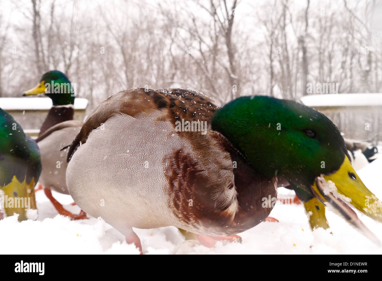 Various Ducks during a snow storm eating and gathering together Stock ...