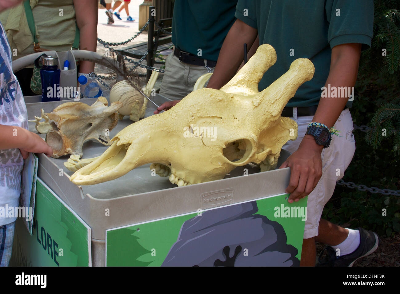 Giraffe skull and other animal artifacts on display. Lincoln Park Zoo ...