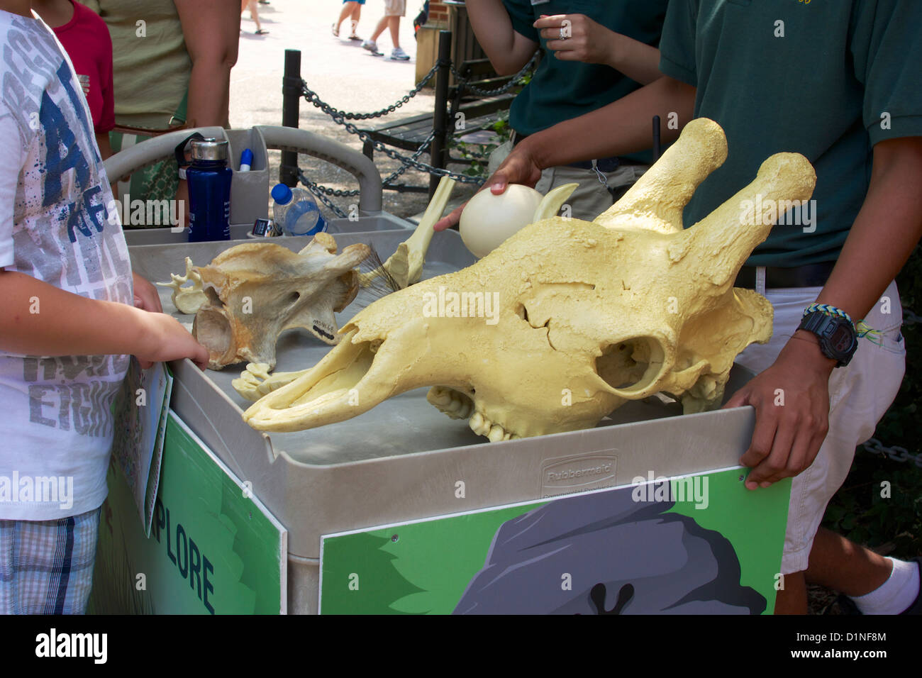 Giraffe skull and other animal artifacts on display. Lincoln Park Zoo ...