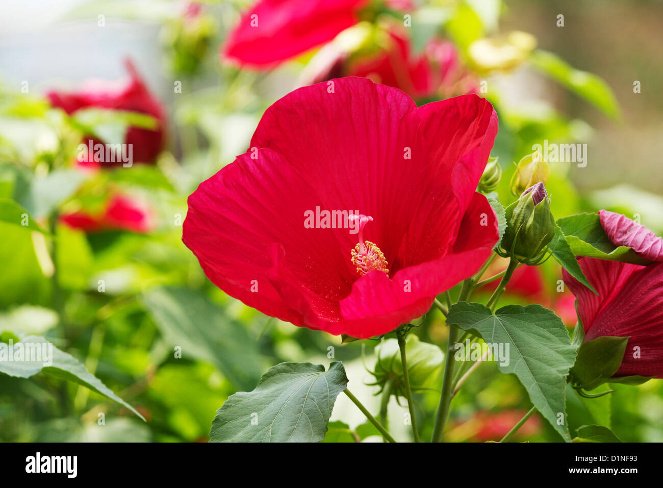 Red hibiscus flower Stock Photo - Alamy
