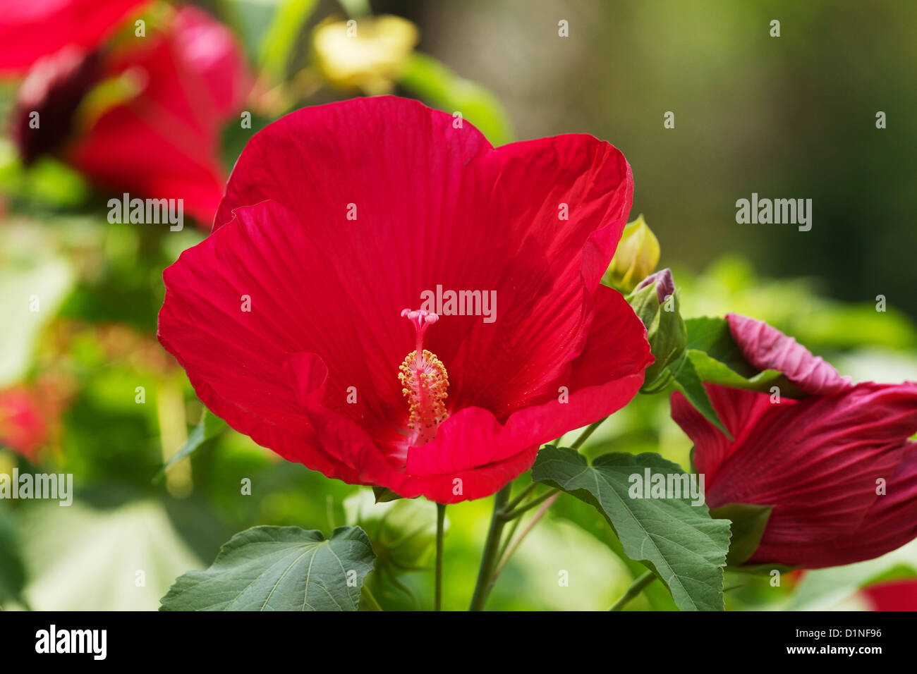 Red hibiscus flower Stock Photo - Alamy
