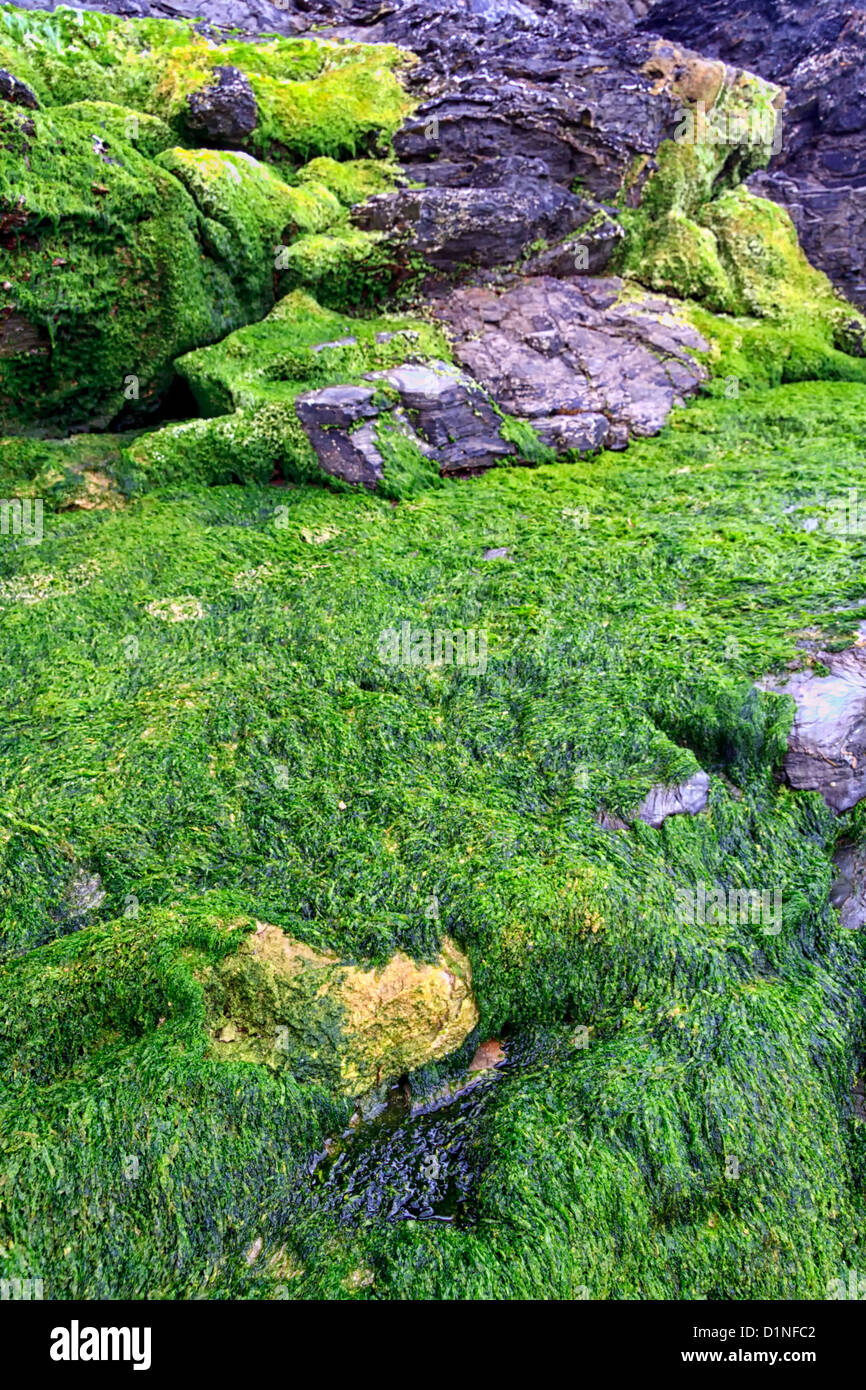 Lichen clinging to a seaside cliff, Cornwall, England Stock Photo - Alamy