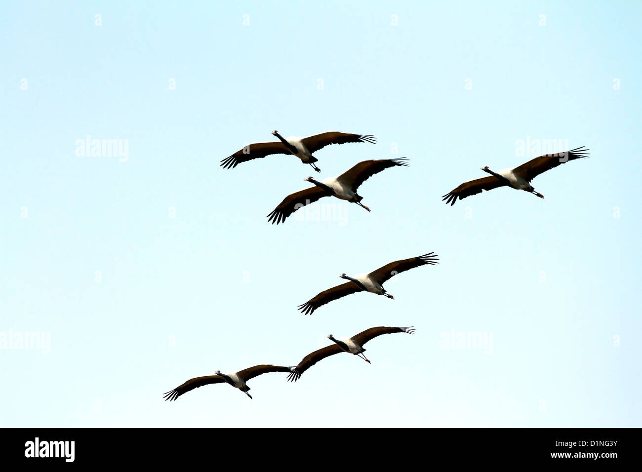 The arrival of migratory cranes Stock Photo - Alamy