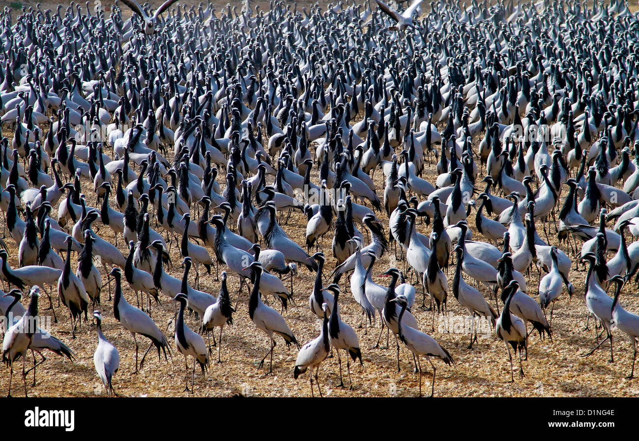 Flock of Birds Stock Photo - Alamy