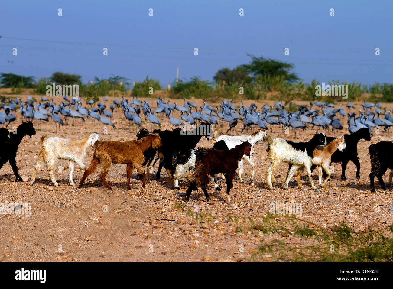 Multi colored goat hi-res stock photography and images - Alamy