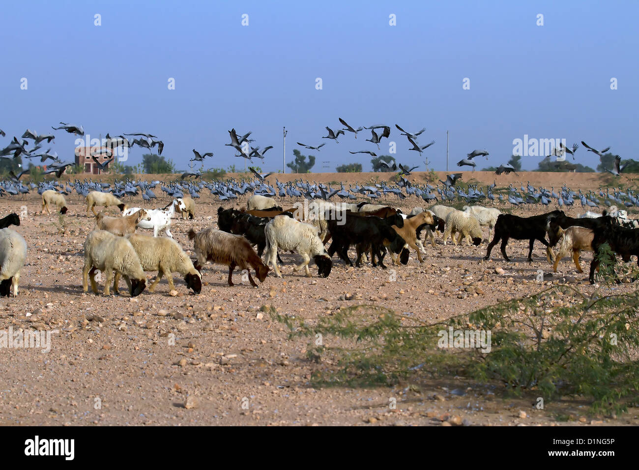 Herd of animal and birds Stock Photo - Alamy