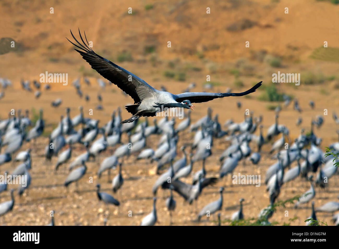 Bird touching beak hi-res stock photography and images - Alamy