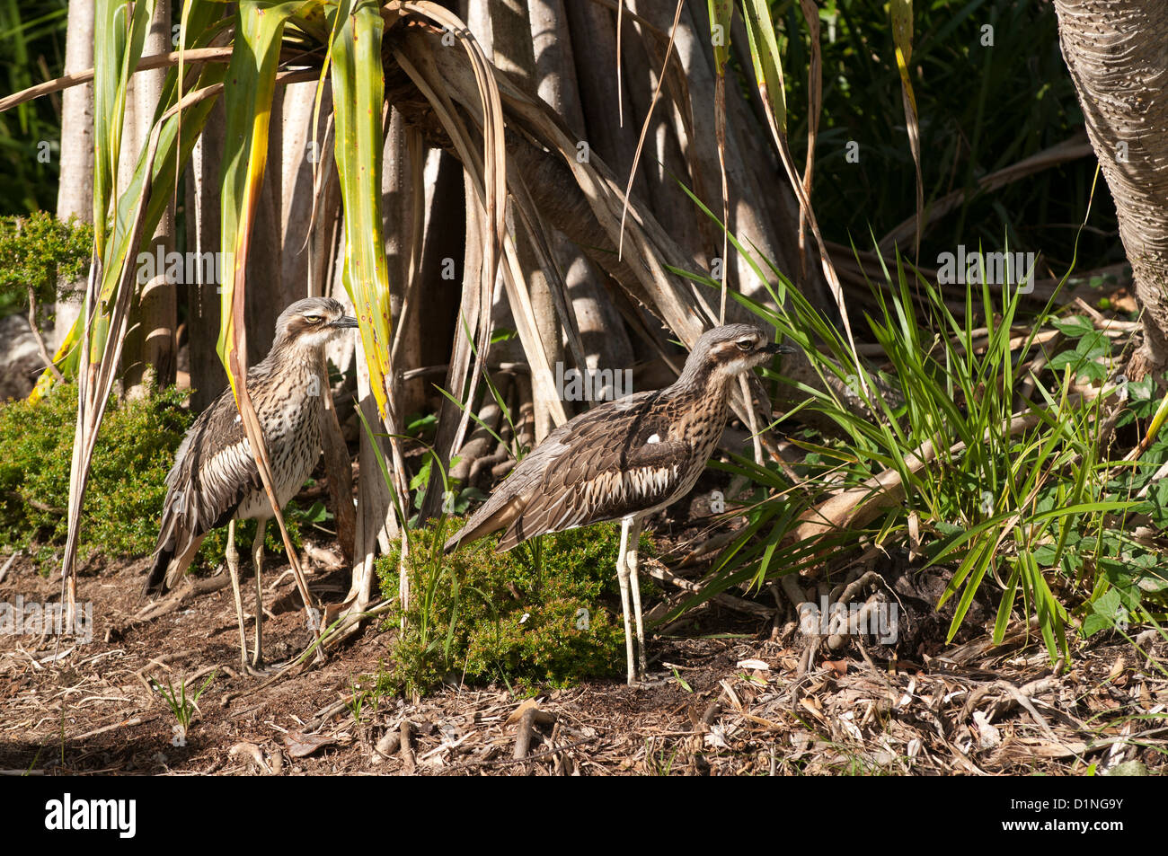 Bush Stone Curlew Queensland Australia High Resolution Stock ...