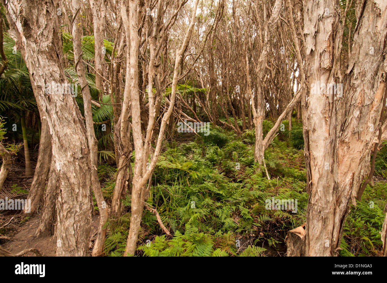 Paperbark tree hi-res stock photography and images - Alamy