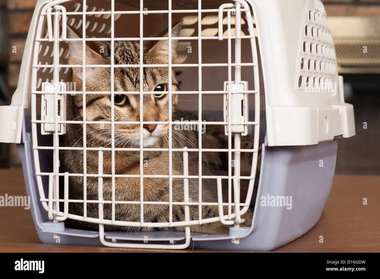 Domestic cat enclosure hi-res stock photography and images - Alamy